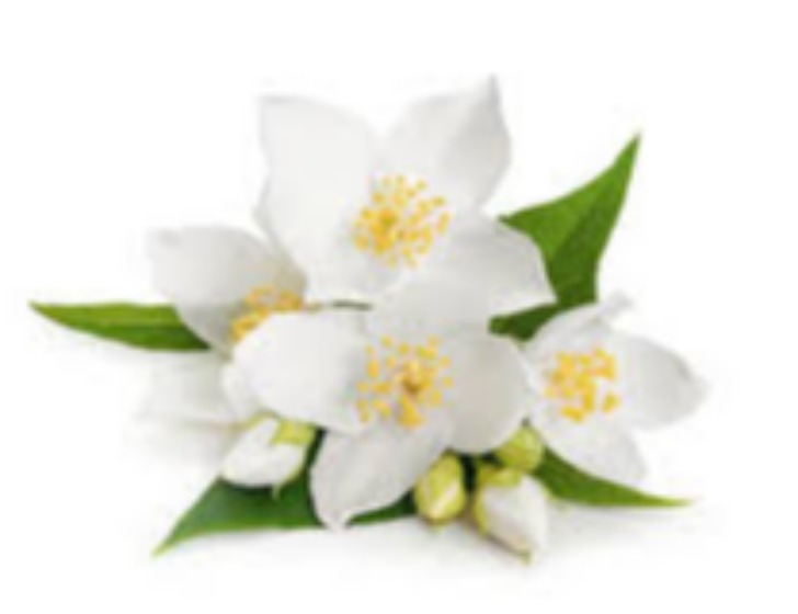 MTC MASTER TASTE(Cambodia) Co.,Ltd